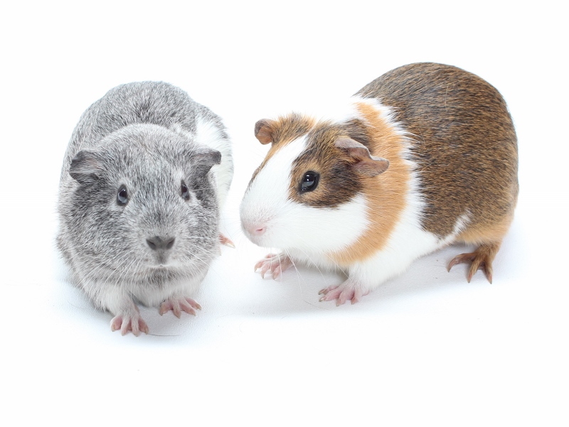 Burbank Animal Shelter - Parks & Recreation - City of Burbank