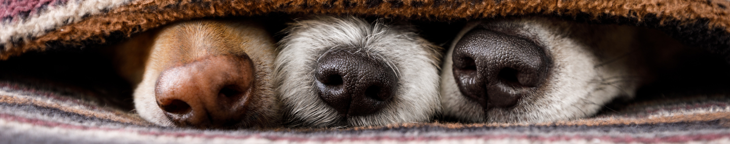 Burbank Animal Shelter FAQs - Parks & Recreation - City of Burbank
